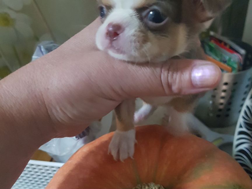 Чихуахуа карманные девочки