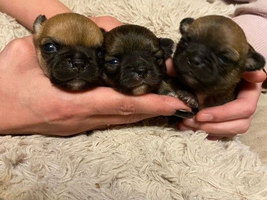 Щенки чихуахуа