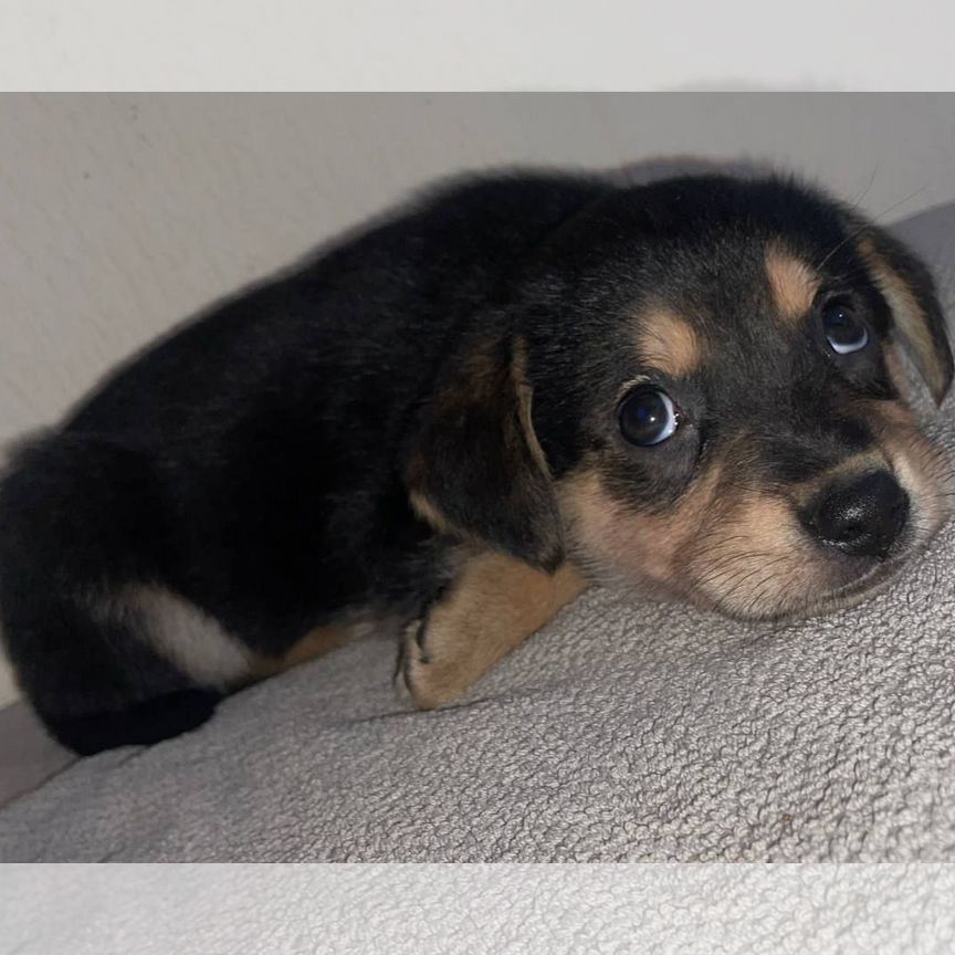 Щенок в добрые руки