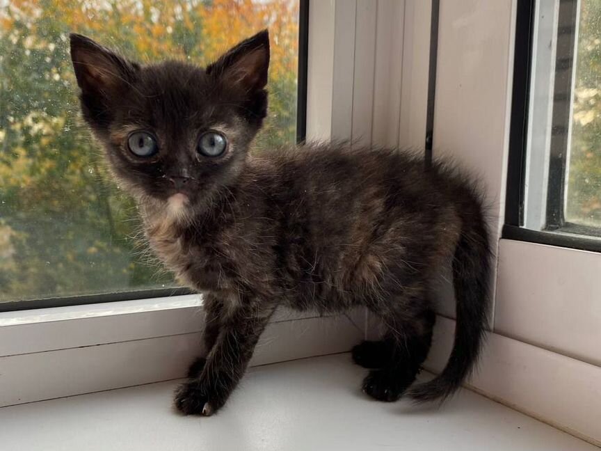 Котёнок (девочка, 1.5 месяца) в дар