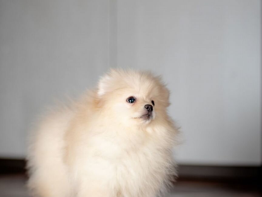 Очаровательная кремовая малышка помераночка