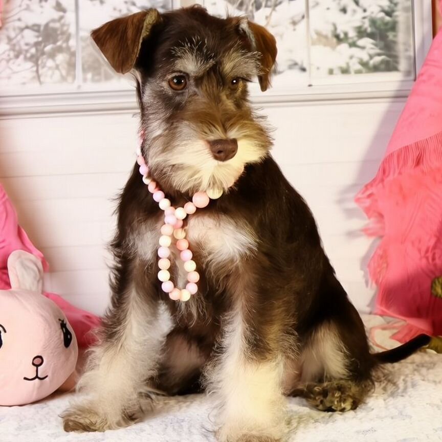 Цвергшнауцер, щенок