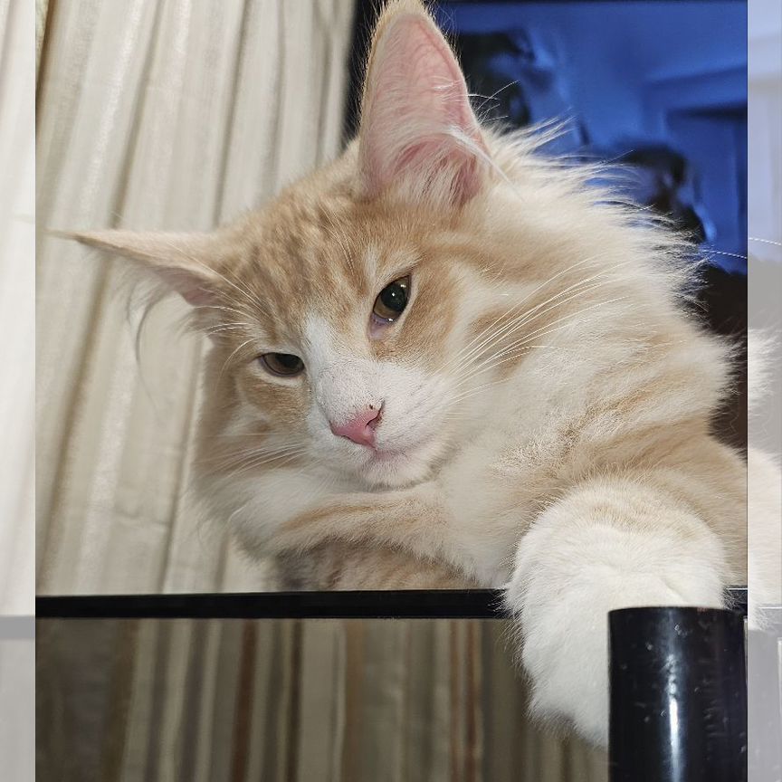 Котята норвежская лесная