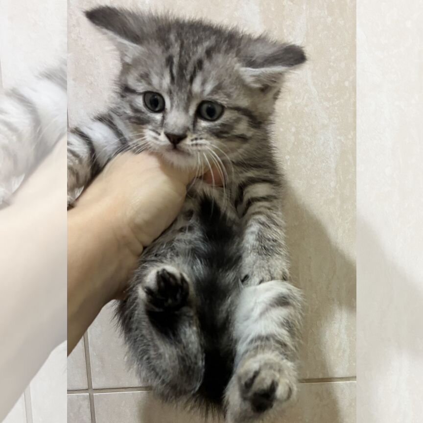 Котёнок в добрые руки