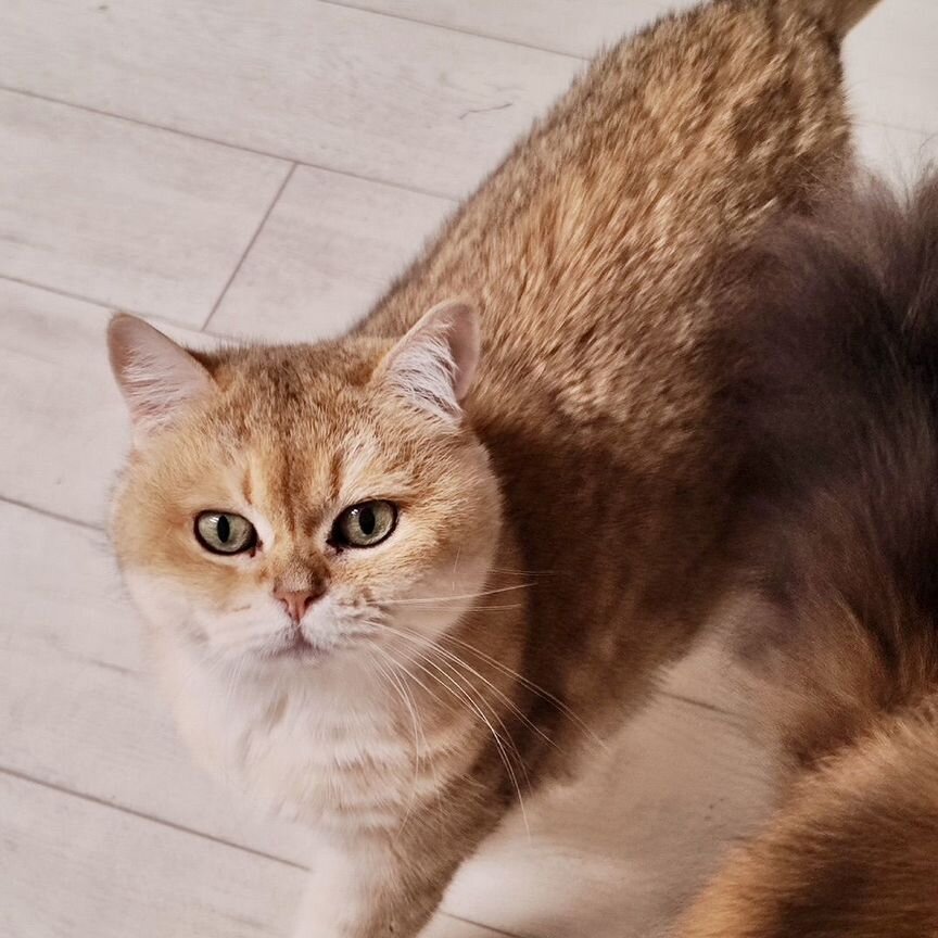 Золотая кошечка
