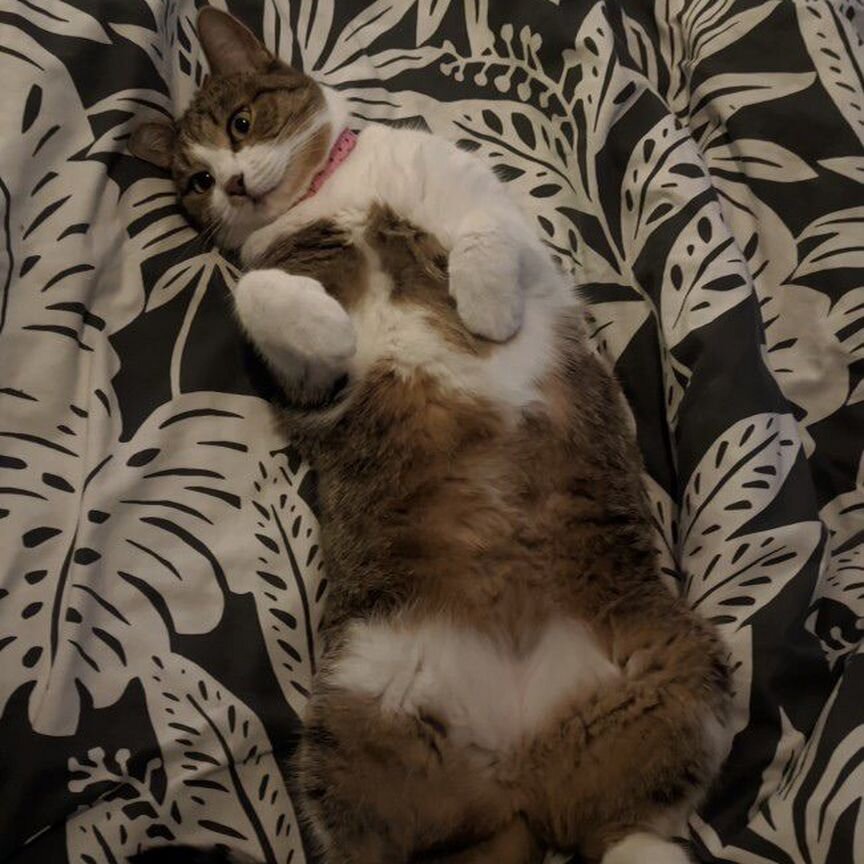 Кошка Умка ищет дом