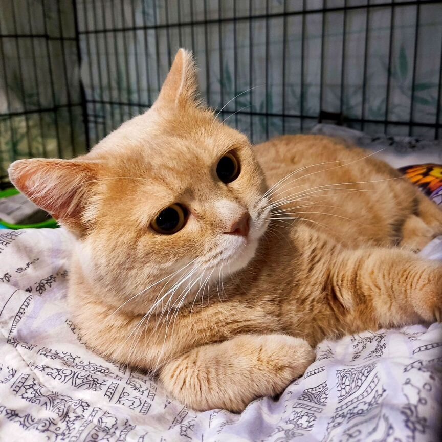 Рыжий котик