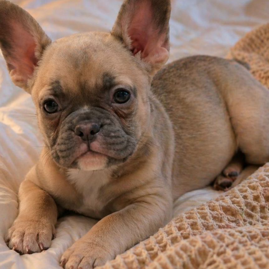 Французский бульдог, щенок