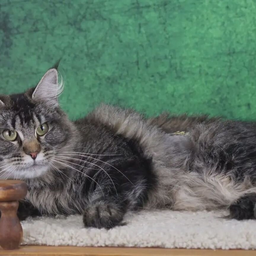 Мейн-кун, взрослая кошка