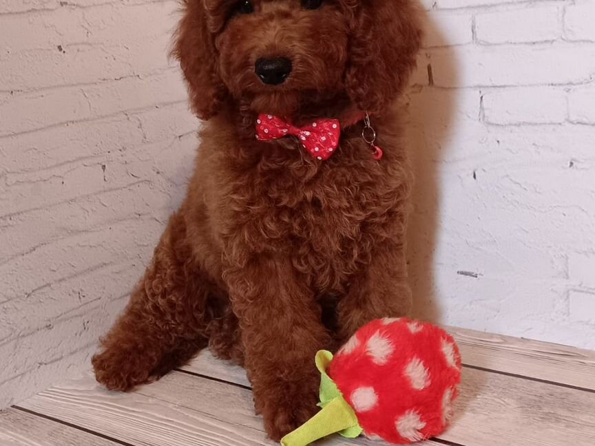 Пудель Ред Браун