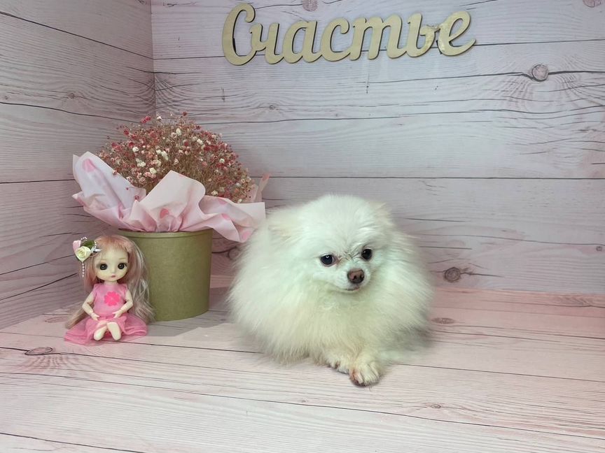 Карликовый(померанский) немецкий шпиц-девочка