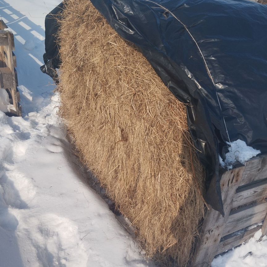 Продам сено в рулонах