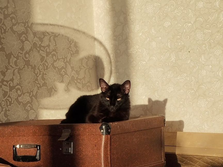 Черныш в добрые руки