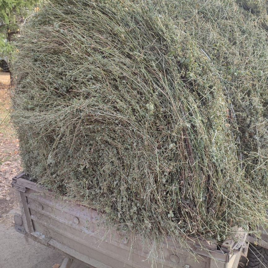 Сено люцерны в тюках