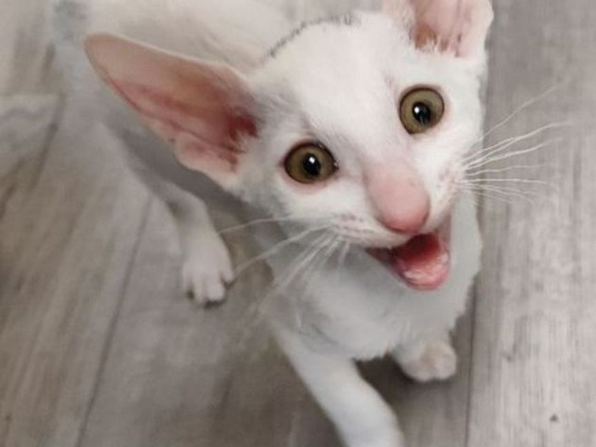 Корниш Рекс котёнок