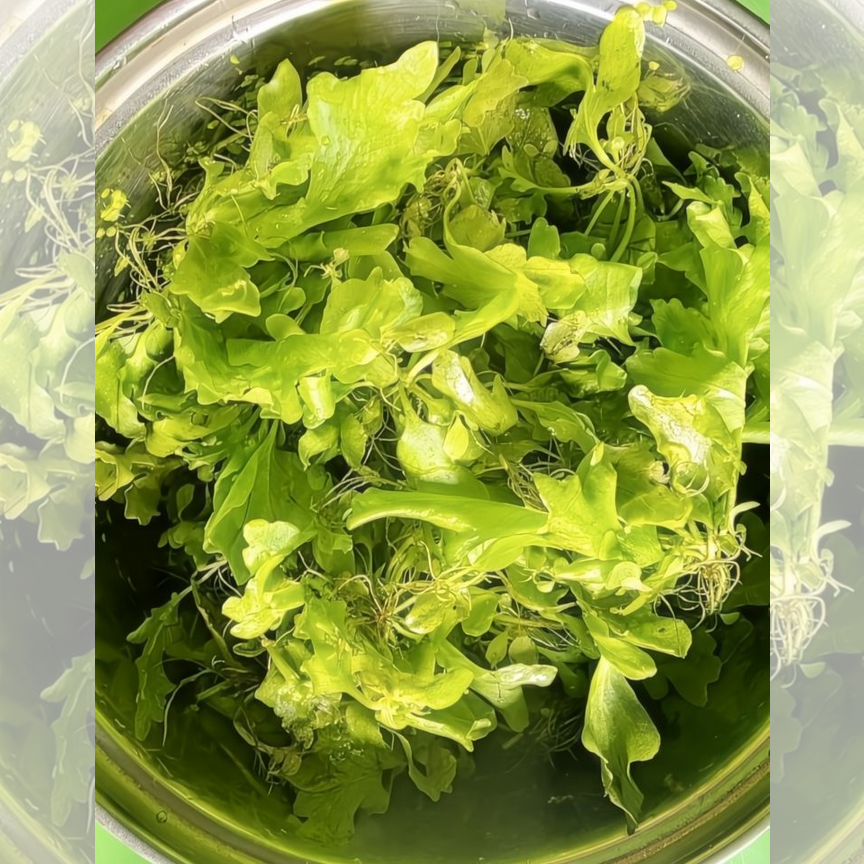 Аквариумные растения