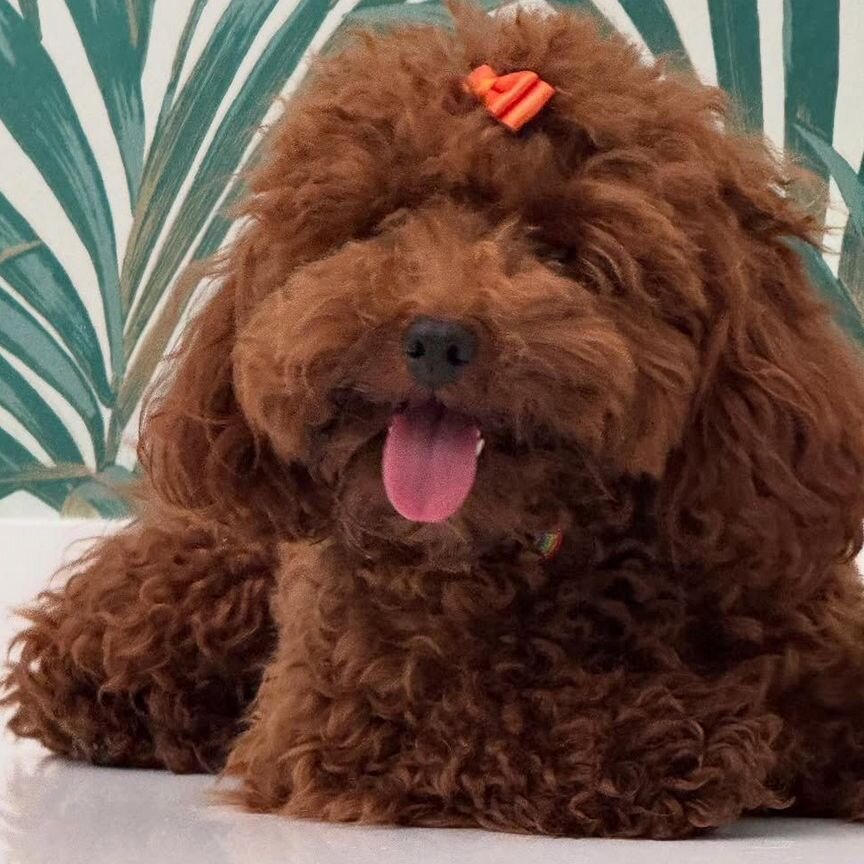 Той-пудель, щенок