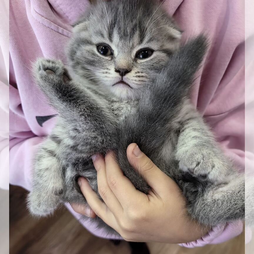 Шотландская вислоухая