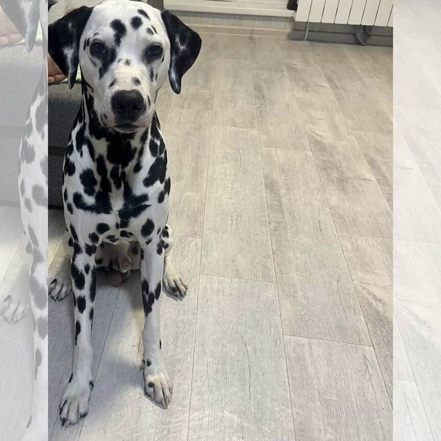 Далматин, щенок