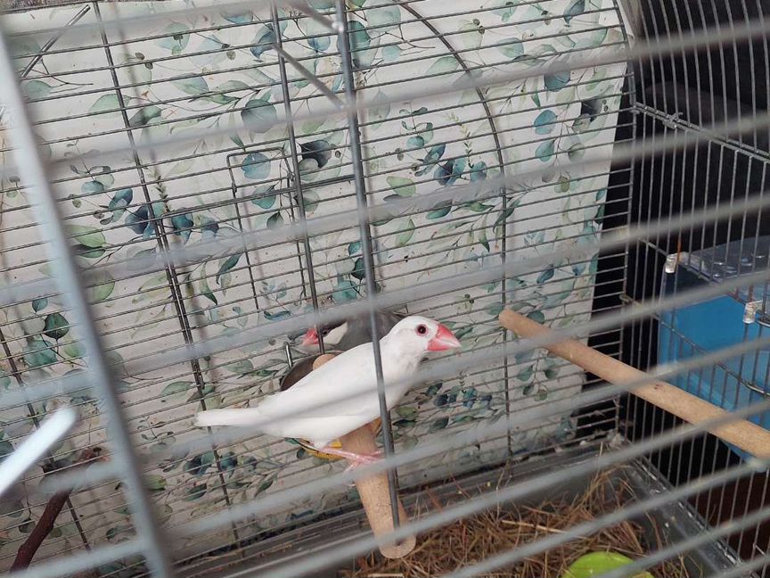 Рисовые амадины