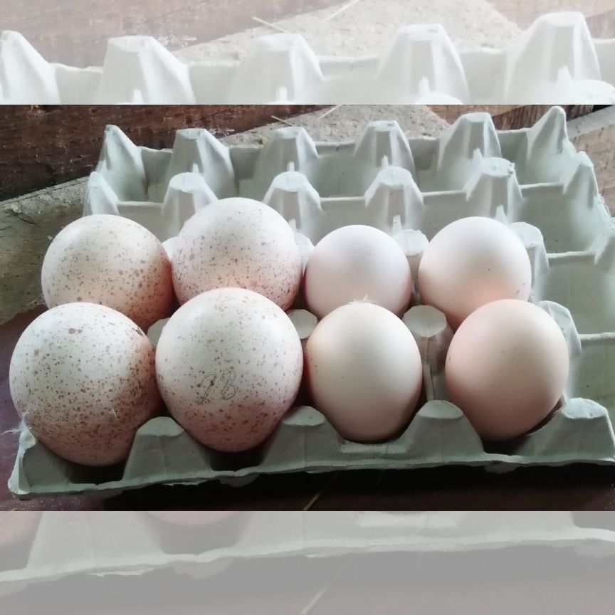 Яйца инкубационные индюшиные и куриные