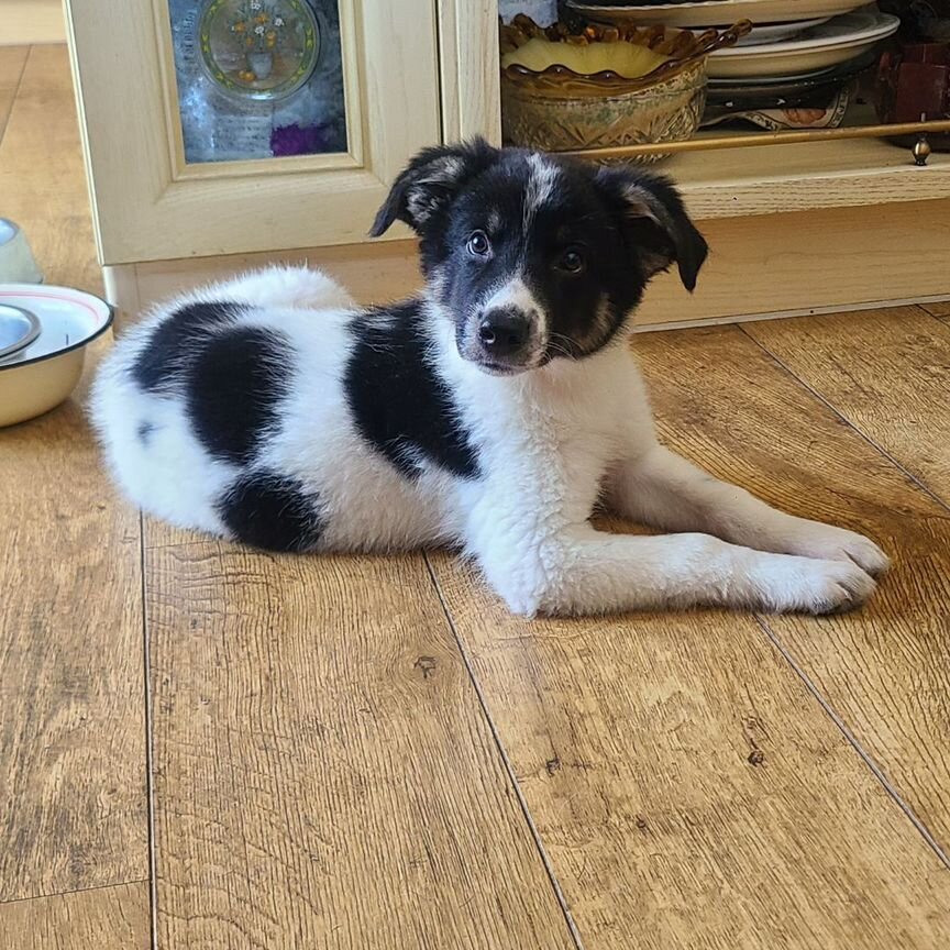 Щенок в добрые руки бесплатно