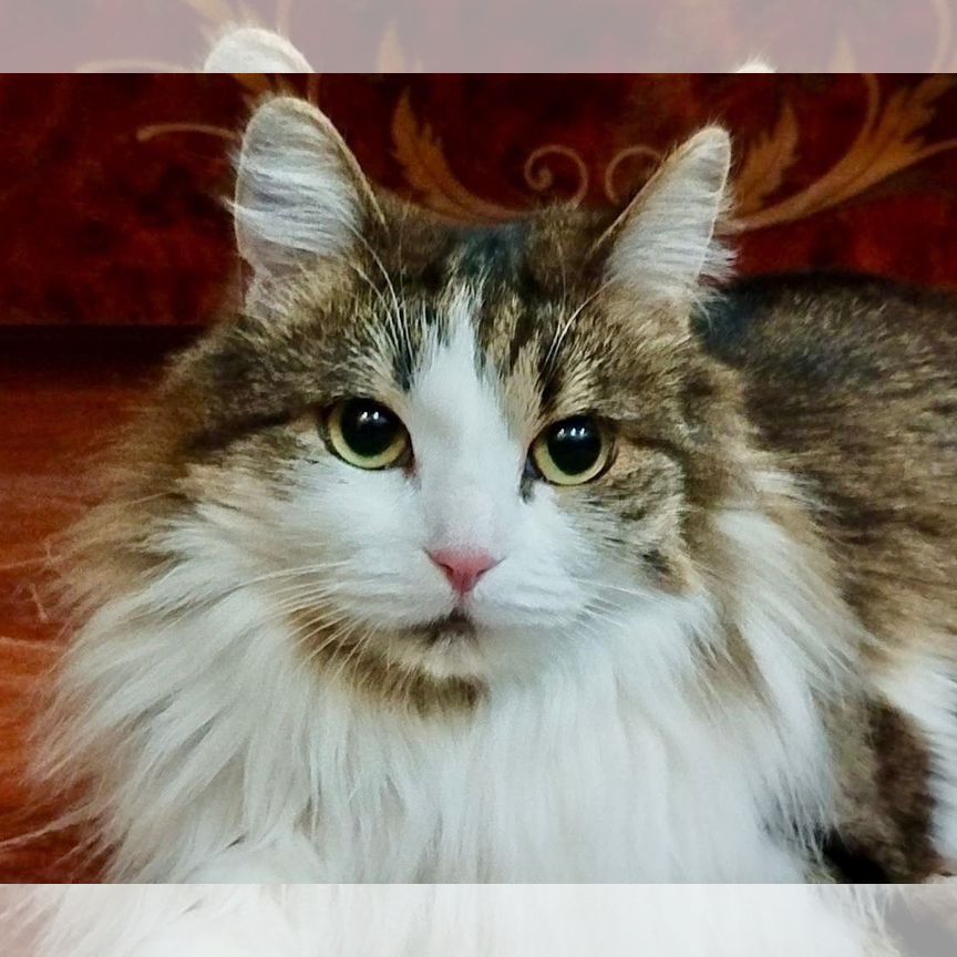 Мейн-кун, взрослая кошка