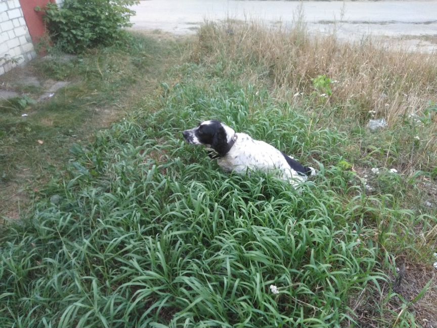 Щенки русского спаниеля