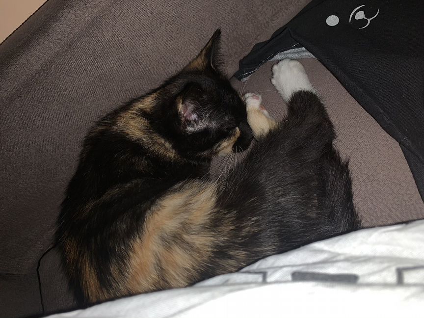 Кошечка в добрые руки