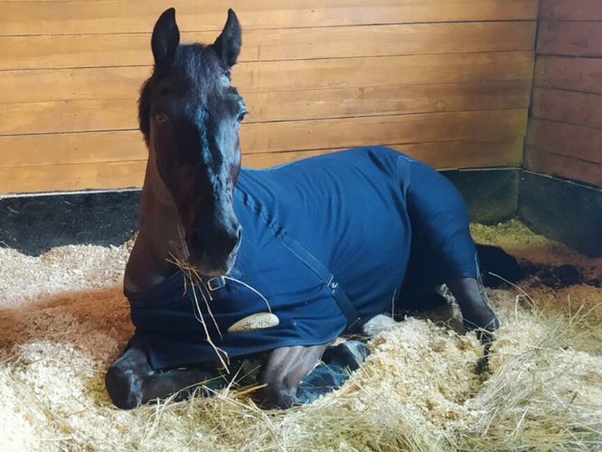 Попона "horse comfort" шерсть, Wahlsten, б/у