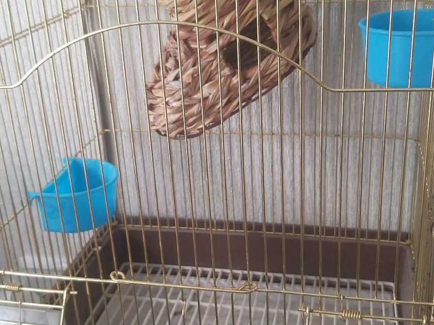 Золотая стильная клетка для попугая