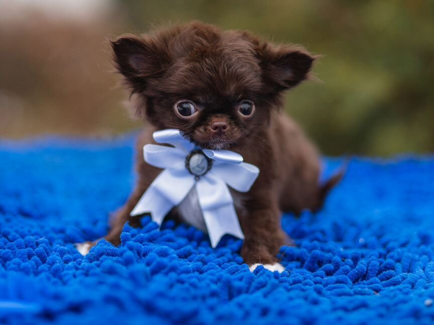 Чебурашка Чихуахуа Леди