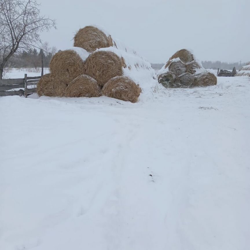 Продам сено в рулонах