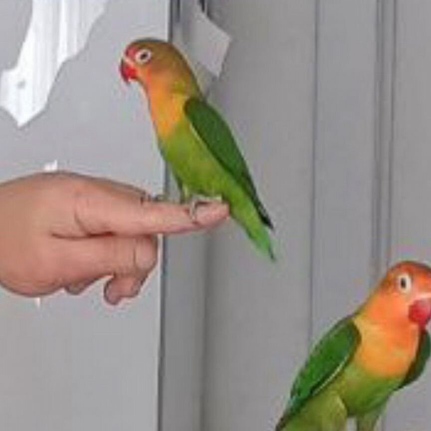 Попугаи неразлучники с клеткой