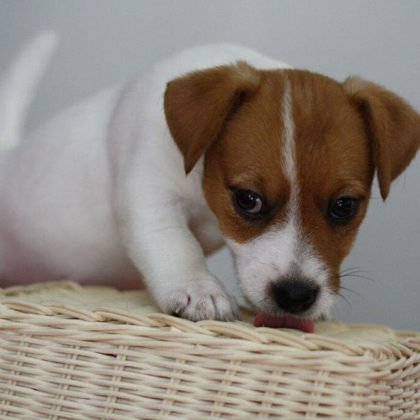 Джек рассел терьер