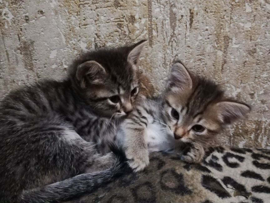 Котята в добрые руки приучены к лотку