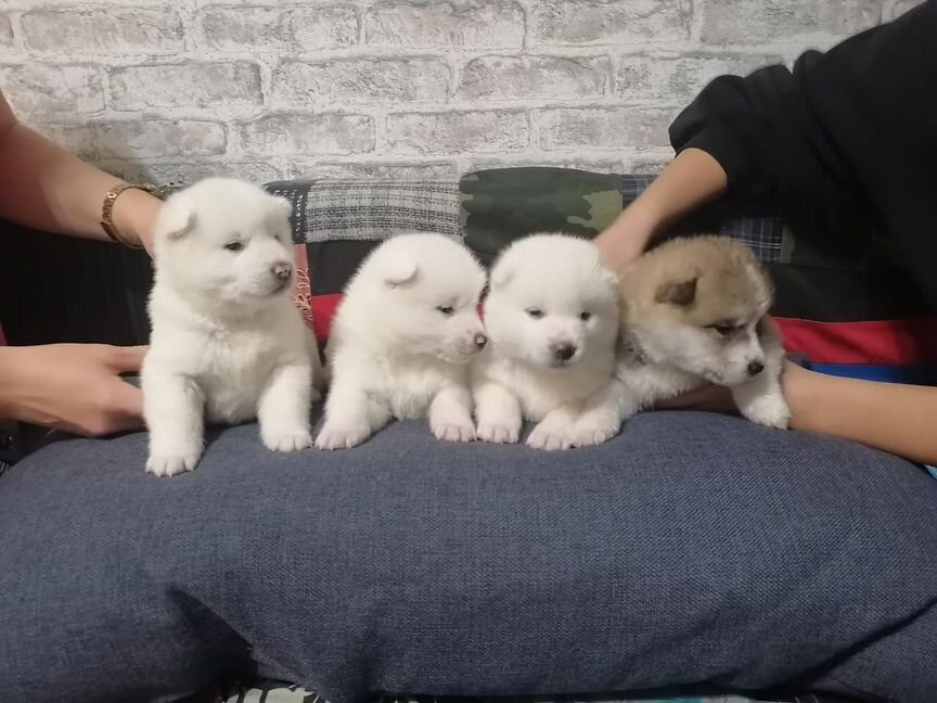 Щенки акита ину