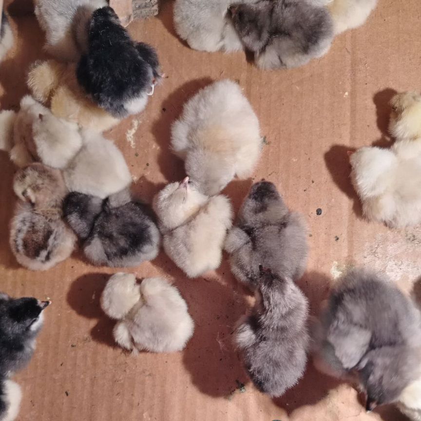 Цыплята, и/я амероукана иджерсов