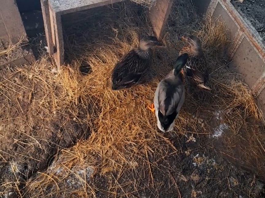 Подсадные утки