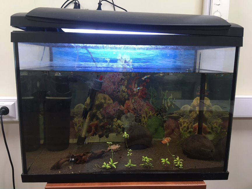 Аквариум 60л с рыбками