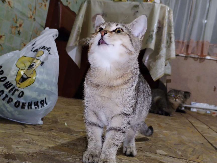 Котята от вислоухой кошечки