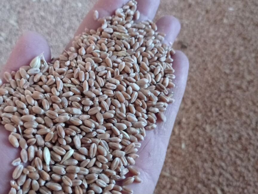 Продам пшеницу, урожай 2023