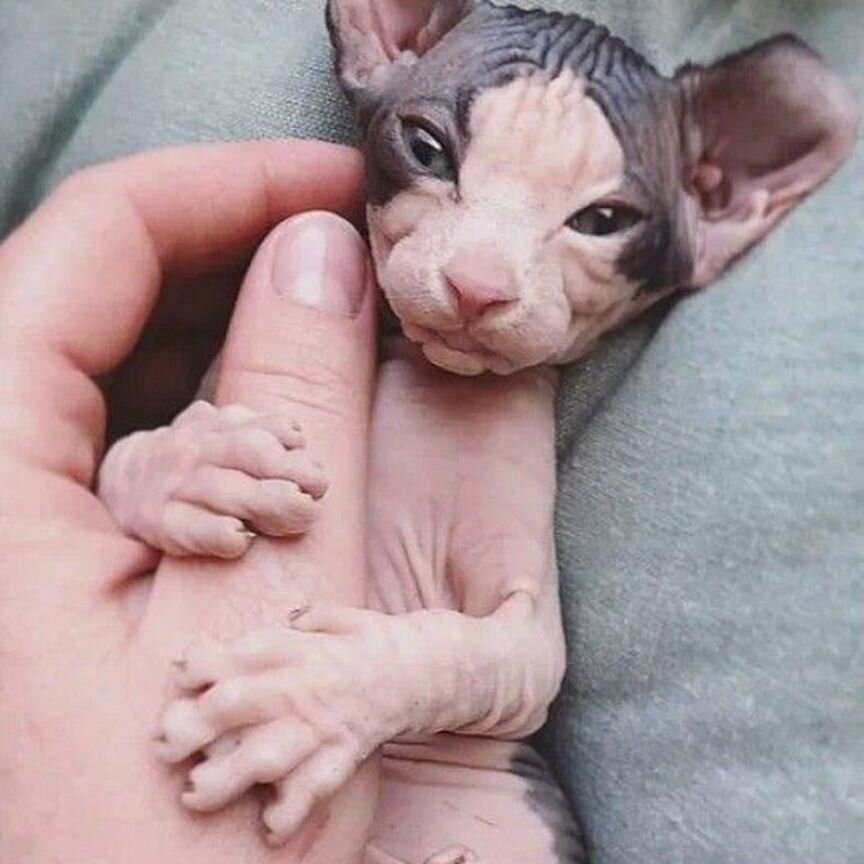 Сфинкс котята
