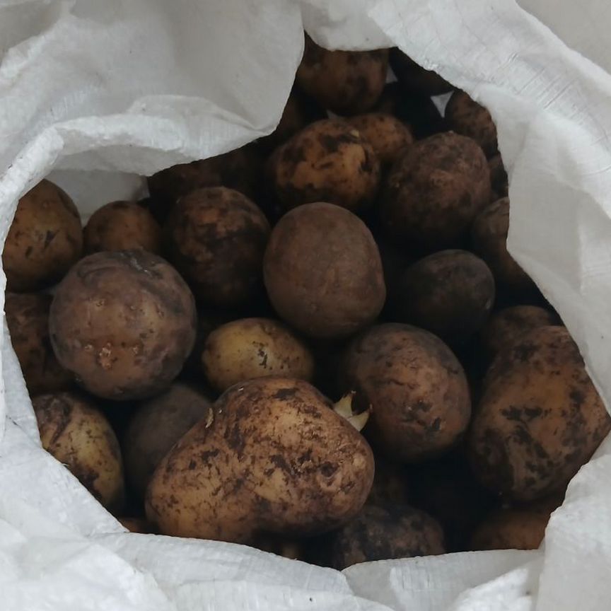 Картофель на корм скоту