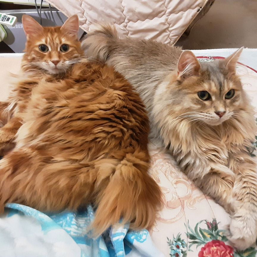 Отдам бесплатно животные