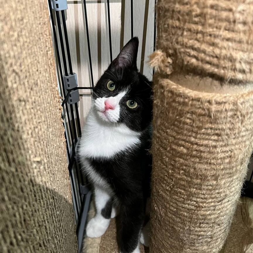 Котёнок в добрые руки