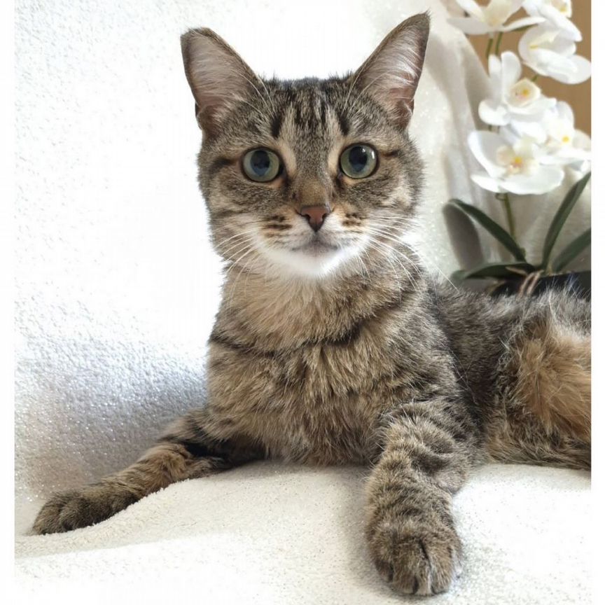 Взрослая, Девочка кошка в добрые руки