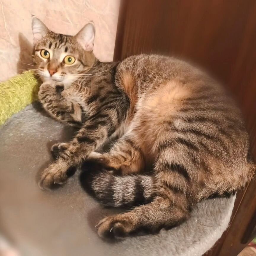 Настенька 2.5г. Ищет дом