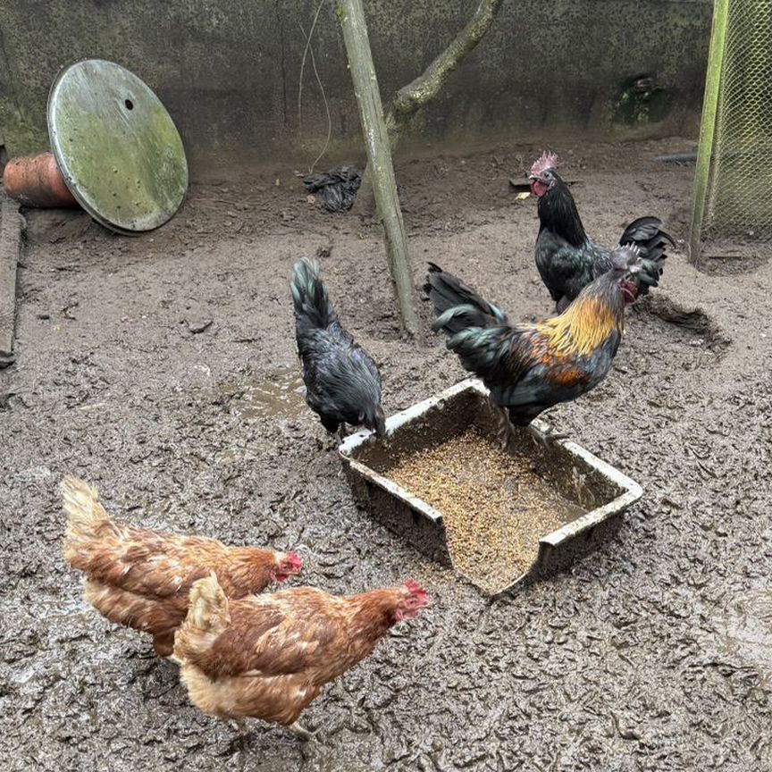 Черный петух