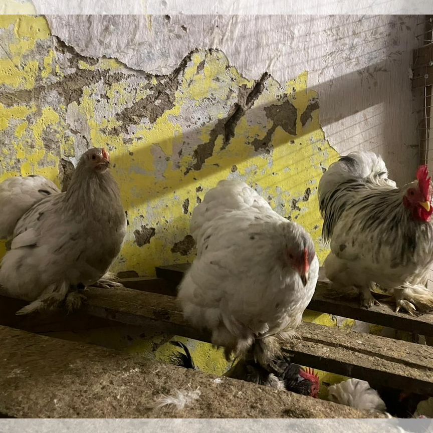 Курочки кохинхин карликовые